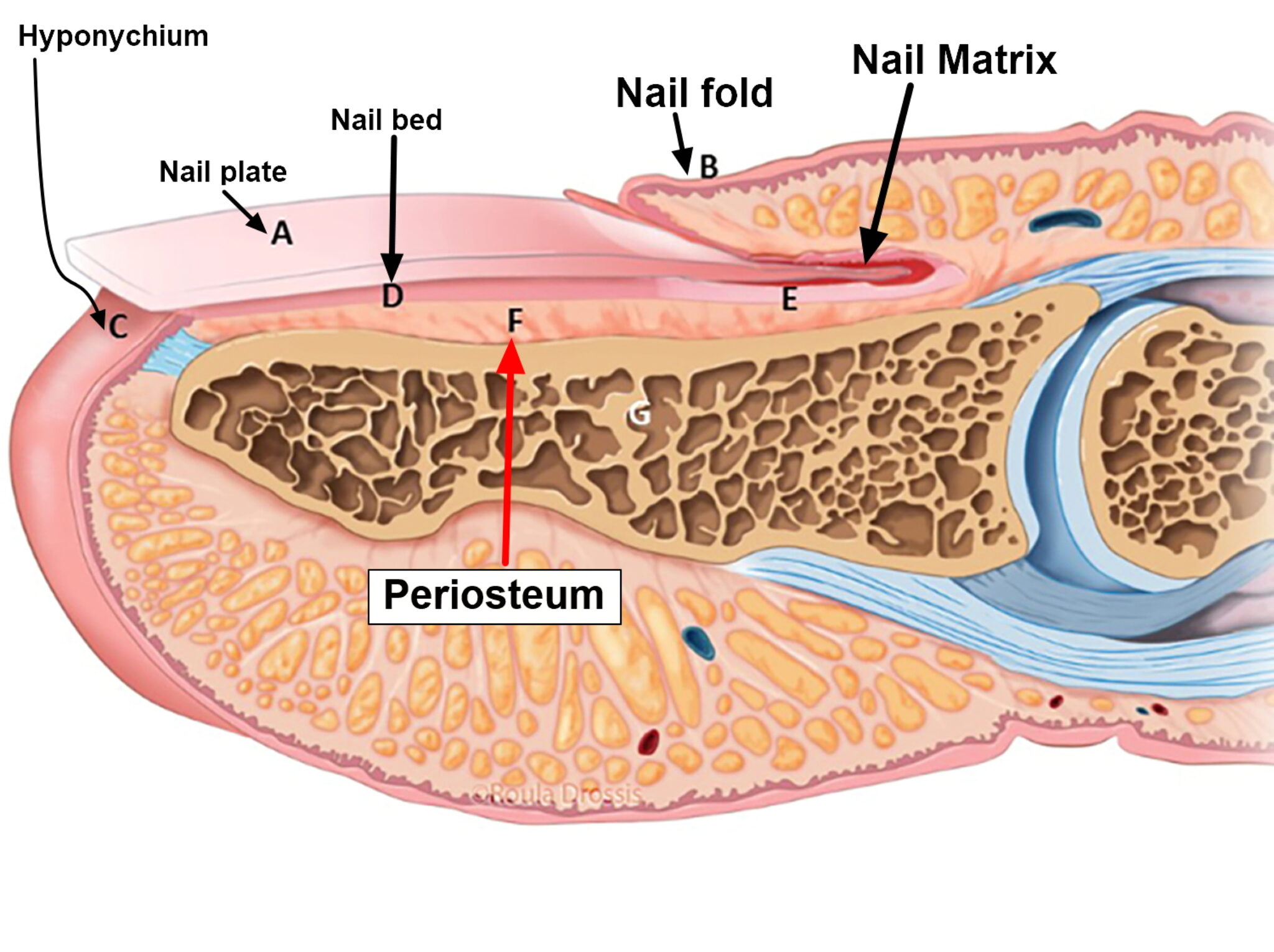 What Causes Thick Toenails and How to Fix Them: Unveiling the Mystery
