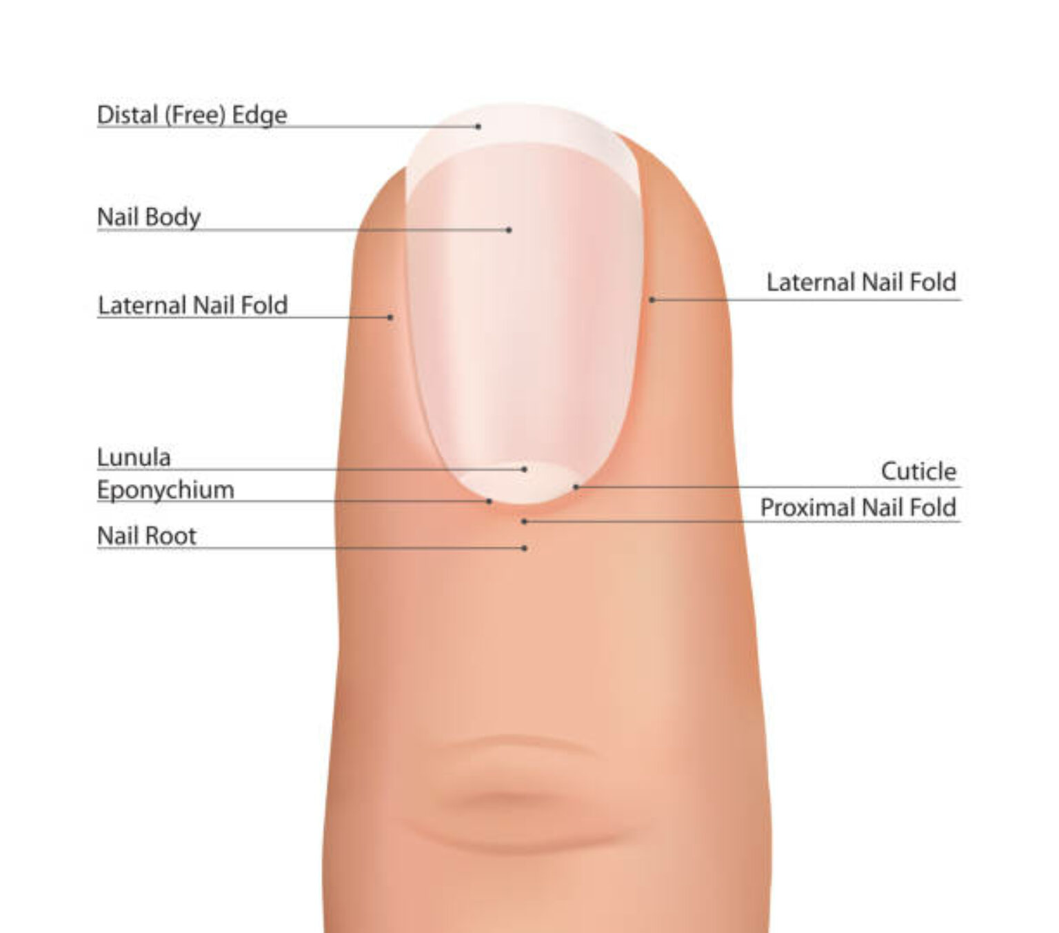 Anatomy Of Nails: An Inside Look Beyond the Polish