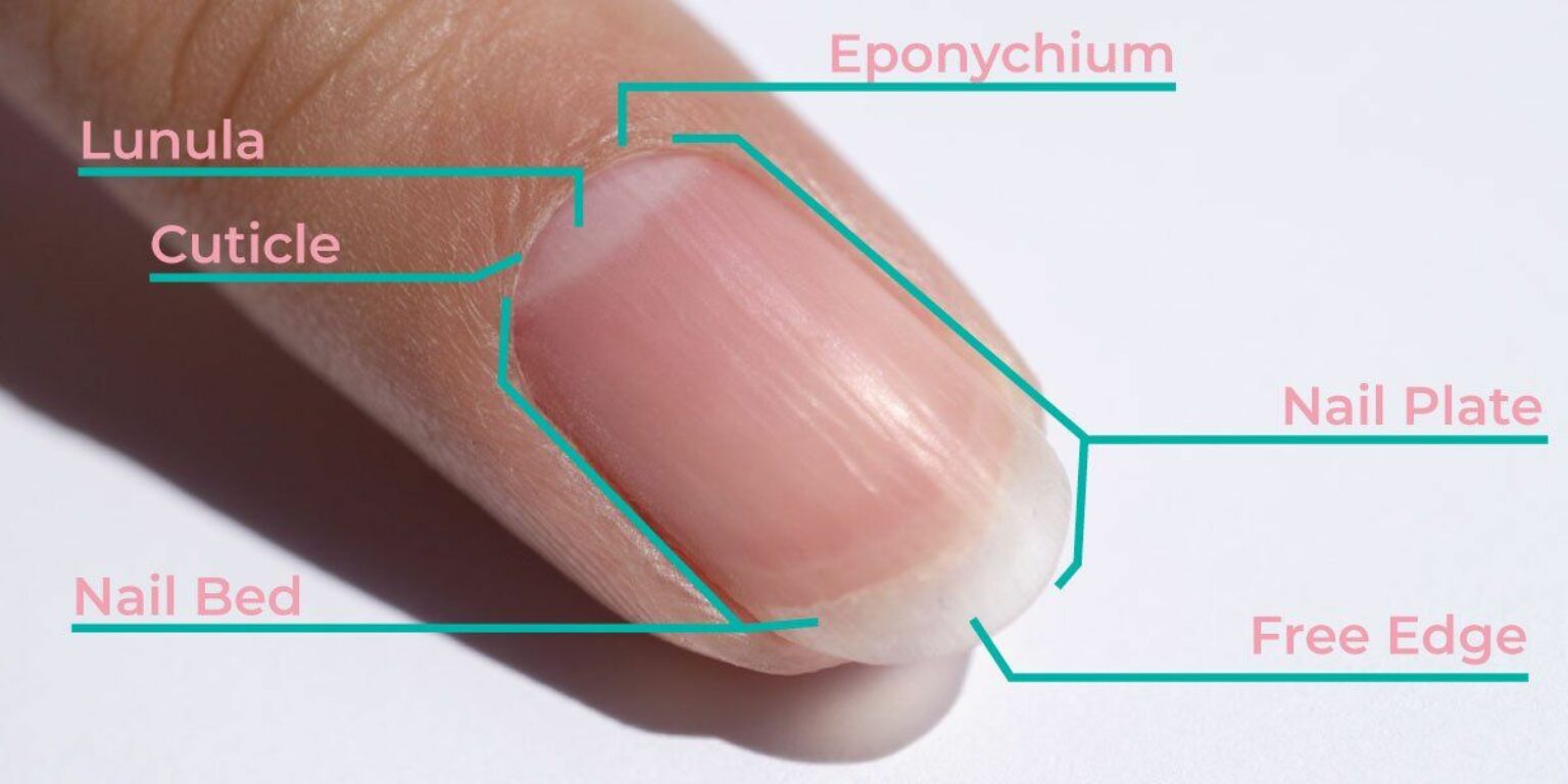 Anatomy Of Nails: An Inside Look Beyond the Polish