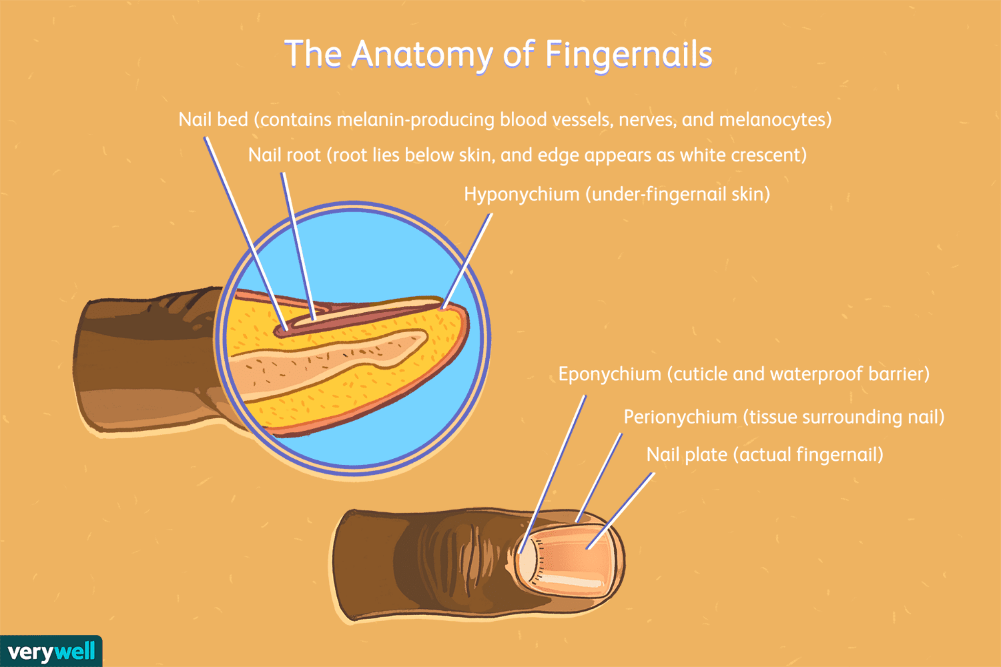 Anatomy Of Nails: An Inside Look Beyond the Polish